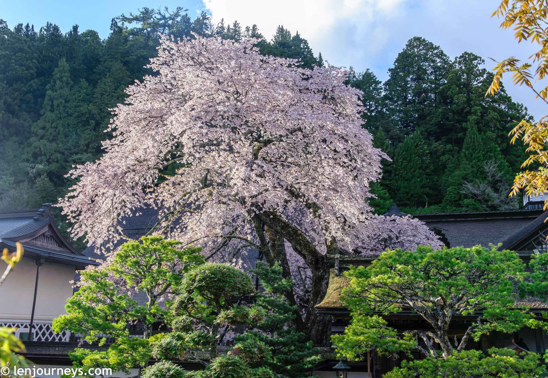 Admire The Transient Beauty of Sakura - LEN Journeys