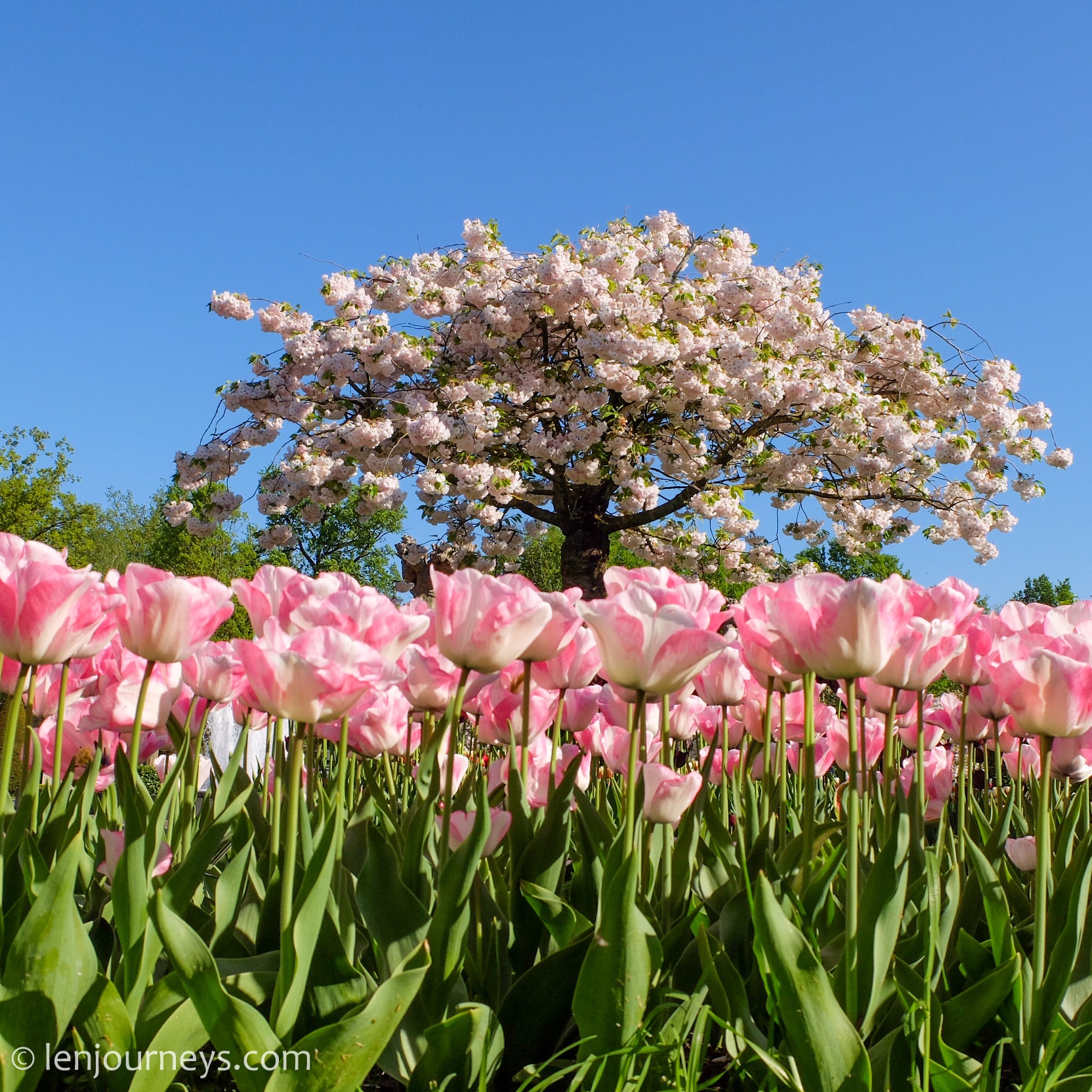 Keukenhof: Spring in the Garden of Europe - LEN Journeys